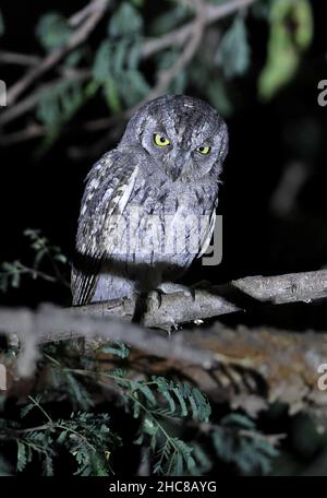 Arabian Scops-Owl, Otus pamelae (Otus pamelae), sitting on an owl, Oman ...
