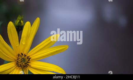 yellow flower Jerusalem artichoke. disturbing floral background Stock ...