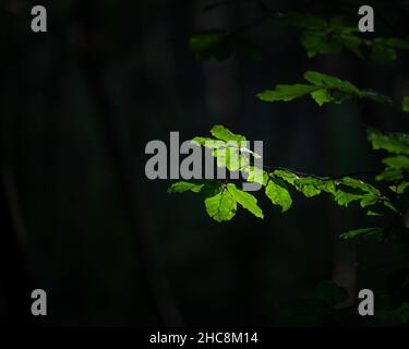 Beech tree in Worsley Woods, Worsley Stock Photo - Alamy