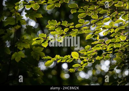 Beech tree in Worsley Woods, Worsley Stock Photo - Alamy
