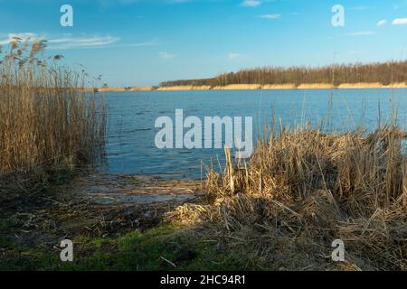 Dry reeds on the shore of a blue lake, Stankow, Lubelskie, Poland Stock ...