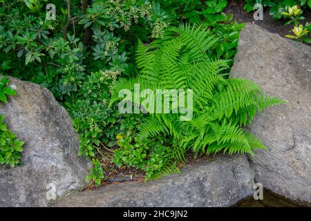 Landscape of dryopteris log fern at Garten der Welt Marzahn Berlin ...