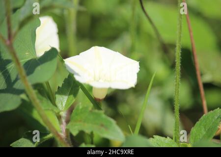 white 9 o'clock flowers that grow wild in the yard of the house Stock ...