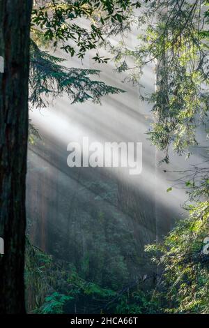 The sun rays falling on growing vegetation in a forest Stock Photo - Alamy