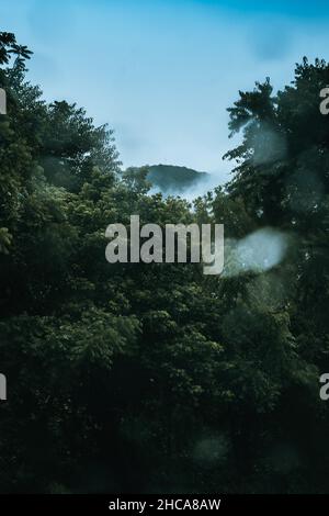 A vertical shot of a tree enveloped in colorful leaves during autumn on ...