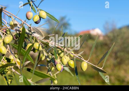 A closeup shot of olive tree branches in bright sunlight with blur ...