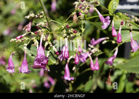 Strobilanthes cusia - Chinese rain bell Stock Photo - Alamy