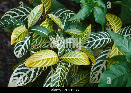 sanchezia speciosa or shrubby whitevein Stock Photo - Alamy