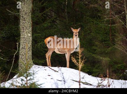 Brown female deer on a snowy hill in Park City Utah on a sunny winter ...