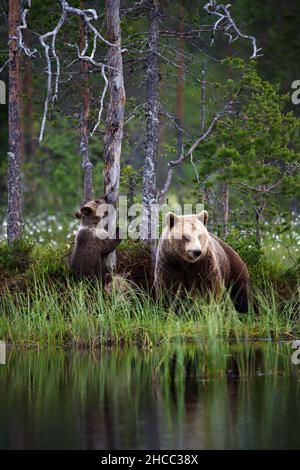 Grizzly bear on the shore of a pond in a forest on a sunny day in ...