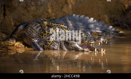 Closeup of an anaconda snake wrapped around an alligator in a pond in ...
