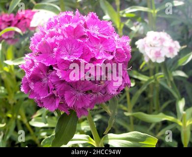 Turkish carnation in bloom Stock Photo - Alamy