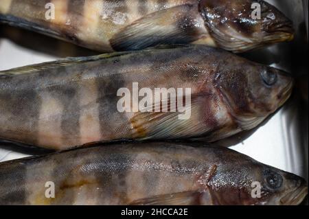 Fresh raw greenling fish in the supermarket Stock Photo - Alamy