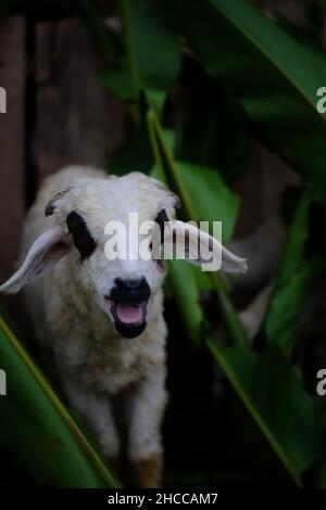 A closeup of little sheep in a field Stock Photo - Alamy