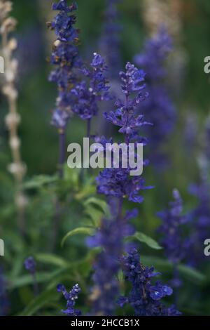 A closeup shot of blooming Common sage flowers Stock Photo - Alamy