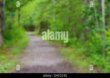 Forest path, trees, background blur Stock Photo - Alamy