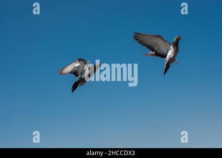 A low angle shot of two doves perched on leafless tree top against blue ...