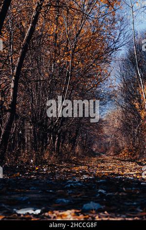 Cool tinted nature shot of fallen tree on ground with trees in the ...