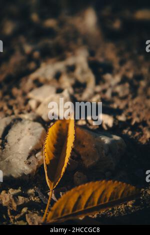Cool tinted nature shot of fallen tree on ground with trees in the ...