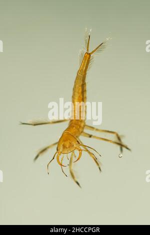 Great Diving Beetle nymph - Dytiscus marginalis nymph under water Stock ...