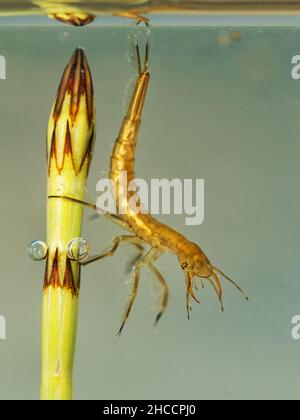 Great Diving Beetle nymph - Dytiscus marginalis nymph hunting under the ...