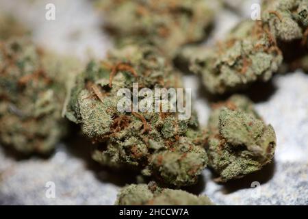 Cannabis sativa fresh big bud family cannabaceae close up modern ...