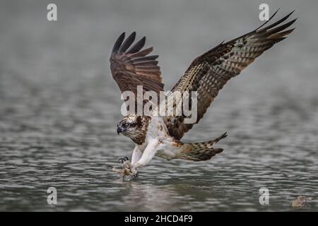 Closeup shot of an Osprey flying over a lake Stock Photo - Alamy