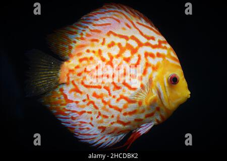 Discus - Orange, Red, Yellow, White - Variations Stock Photo - Alamy