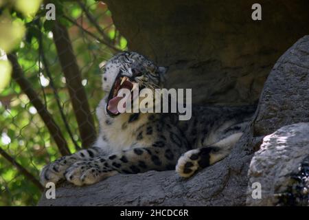 Snow Leopard Lying and Laughing (Yawning Stock Photo - Alamy