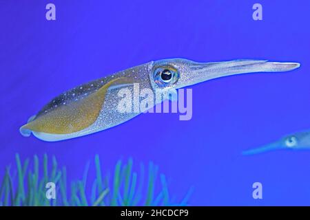 Bigfin Reef Squid Floating in the Blue Stock Photo - Alamy