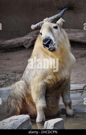 Sichuan Takin Face Close Up Stock Photo - Alamy