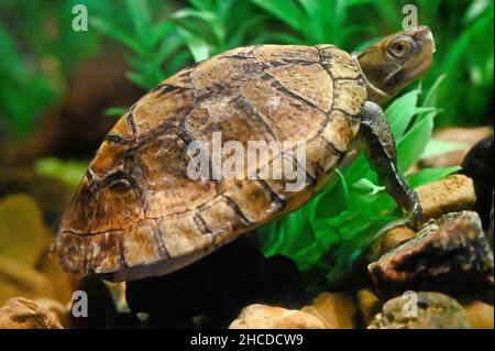 Beal's Four-eyed Turtle Submerged and Watching Stock Photo - Alamy