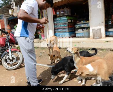 Man with stray dogs Stock Photo - Alamy