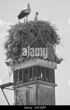 Beautiful shot of storks perching on the transmission tower Stock Photo ...