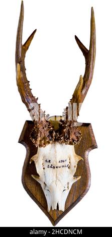 roe buck trophy Stock Photo - Alamy