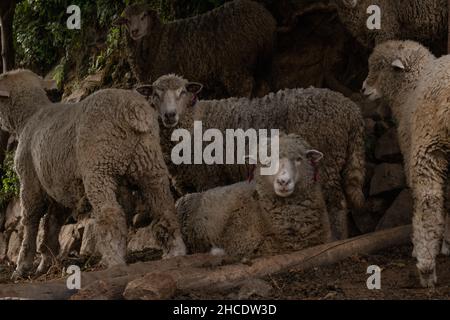 Herd of dirty brown sheep on a farm in Peru Stock Photo - Alamy