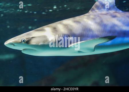 Aquarium of Cattolica, Shark, Emilia Romagna, Italy, Europe Stock Photo ...