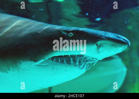 Aquarium of Cattolica, Bull Shark, Emilia Romagna, Italy, Europe Stock ...