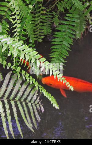 Beautiful bright summer green ferns growing in the wild jungle Stock ...