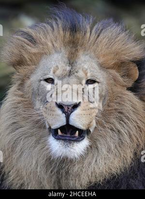 Gelsenkirchen, Deutschland. 28th Dec, 2021. firo: 28.12.2021, Germany ...