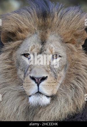 Gelsenkirchen, Deutschland. 28th Dec, 2021. firo: 28.12.2021, Germany ...