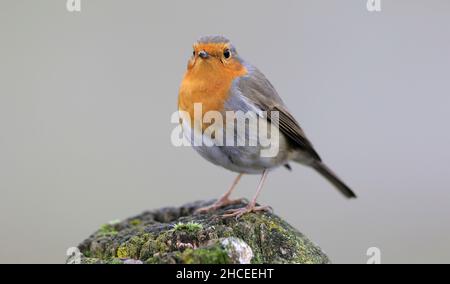 Gelsenkirchen, Deutschland. 28th Dec, 2021. firo: 28.12.2021, Germany ...