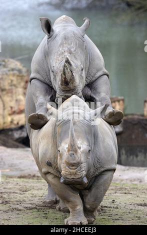 Gelsenkirchen, Deutschland. 28th Dec, 2021. firo: 28.12.2021, Germany ...