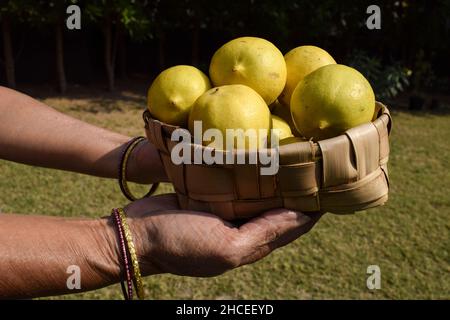 Ripe lemons in female hands in a wicker basket on a blue wooden ...