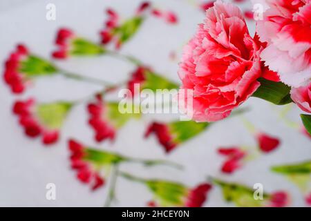 Pressed carnation flower petals in pink and white Stock Photo - Alamy
