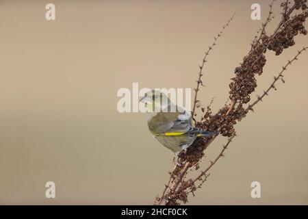 European greenfinch Carduelis chloris, adult male flying, Suffolk ...