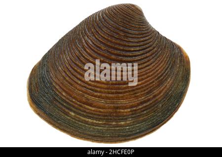 striped venus shell (Chamelaea striatula) from the Dutch North Sea ...