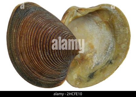 striped venus shell (Chamelaea striatula) from the Dutch North Sea ...