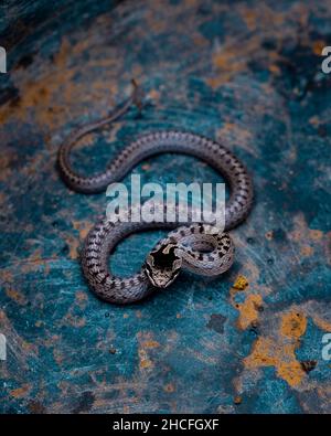 Closeup shot of a snake crawling in vegetation Stock Photo - Alamy