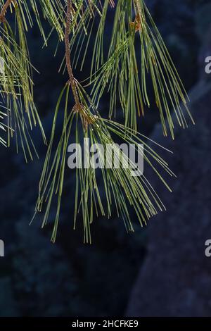 Gray Pine, Pinus sabiniana, needles close up in Pinnacles National Park ...